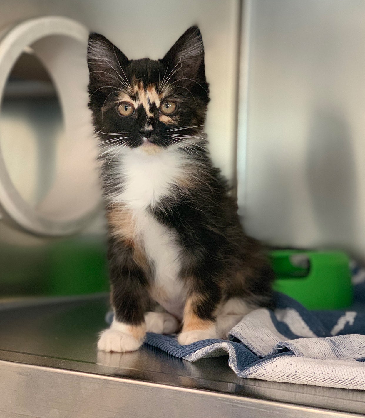 Jonny Gomes Zoe Gomes