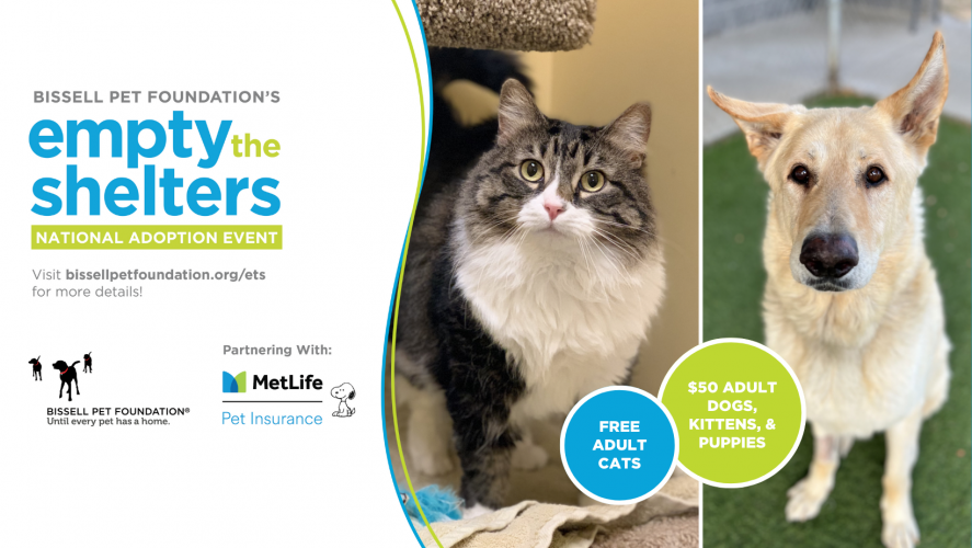 Can You Adopt A Puppy At 7 Weeks